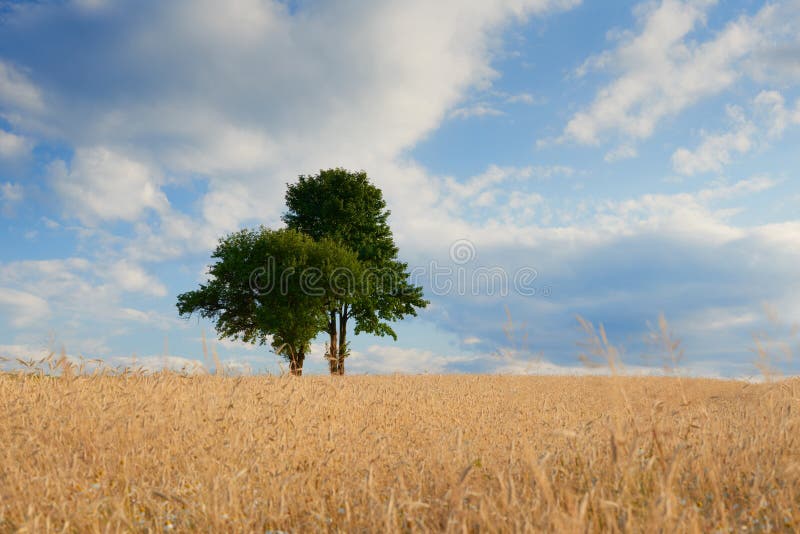 Old Green Trees in the Middle of a Field Stock Image - Image of meadow ...