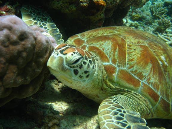Old green turtle stock photo. Image of close, aquatic - 10214458