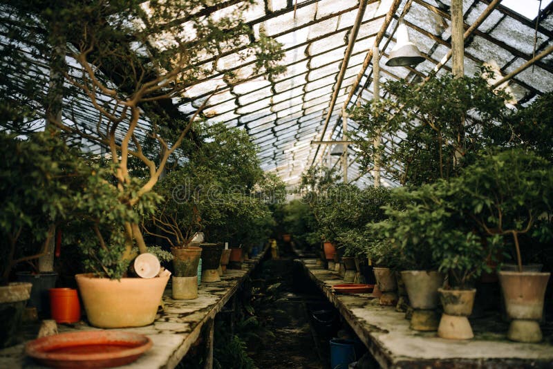 Old Greenhouse for Growing Plants Stock Photo - Image of design, leaf ...