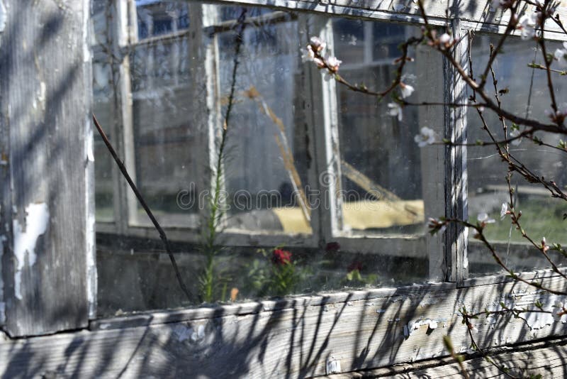 An Old Greenhouse of Rotten Windows with Cracked Paint Stock Photo ...