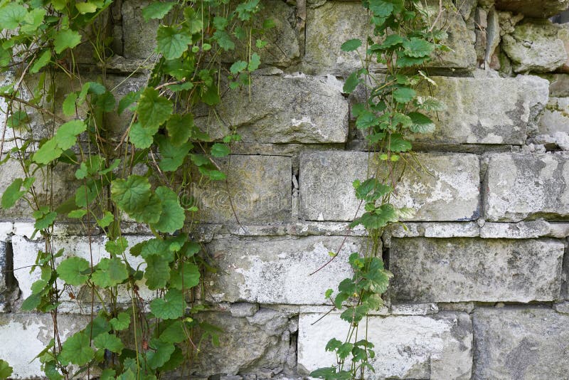 Old Grey Brick Wall and Wild Grapes Hanging Down on it Stock Photo ...
