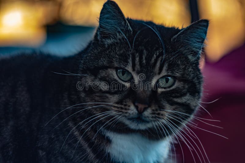 The old grey cat stock photo. Image of spring, kitten - 177634642