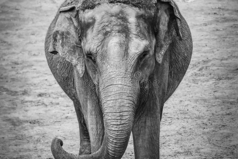 Old Grey Elephant Portrait Trunk Thick Skin Stock Image - Image of ...