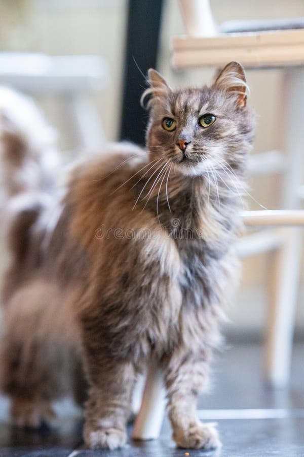 Old Grey and Furry Norwegian Forest Cat.. Stock Image - Image of brown ...
