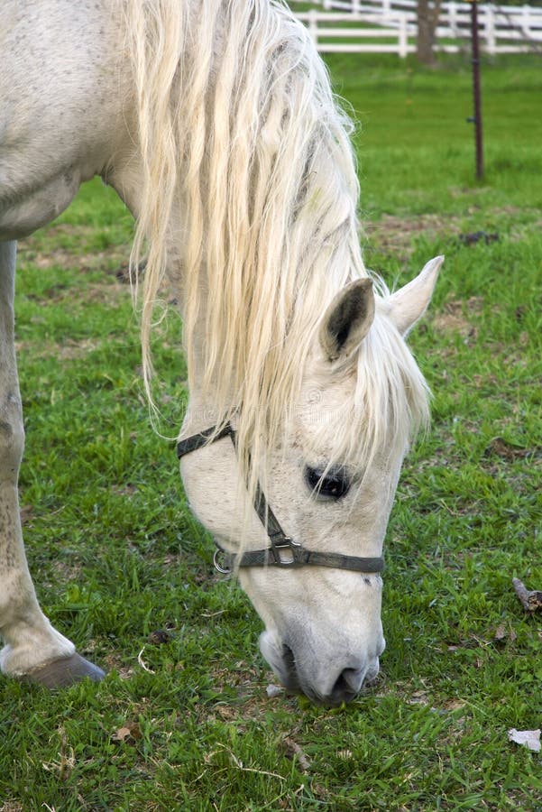 The Old Grey Mare Picture. Image: 732049