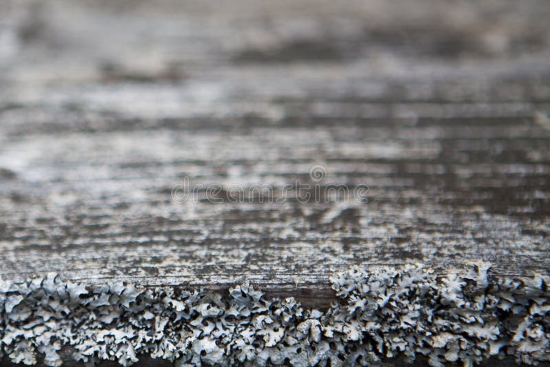 454 Lichen Border Stock Photos - Free & Royalty-Free Stock Photos from ...