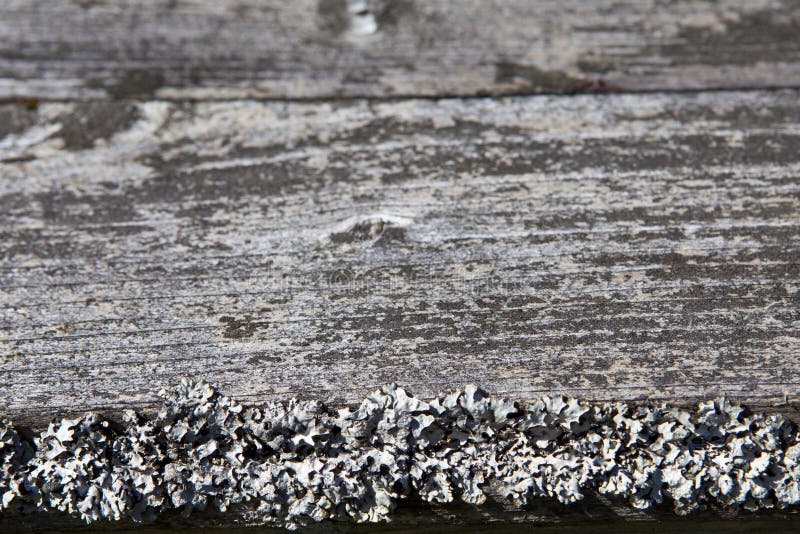 454 Lichen Border Stock Photos - Free & Royalty-Free Stock Photos from ...