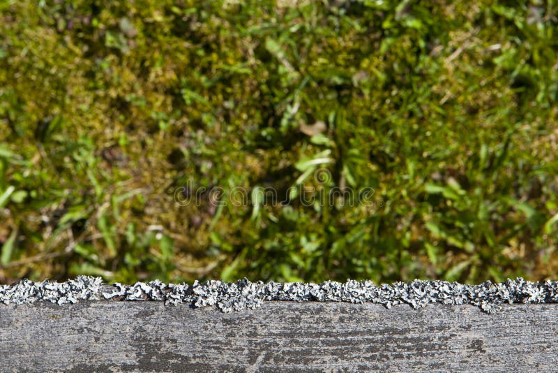 454 Lichen Border Stock Photos - Free & Royalty-Free Stock Photos from ...