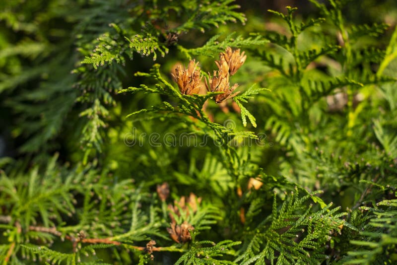 454 Lichen Border Stock Photos - Free & Royalty-Free Stock Photos from ...