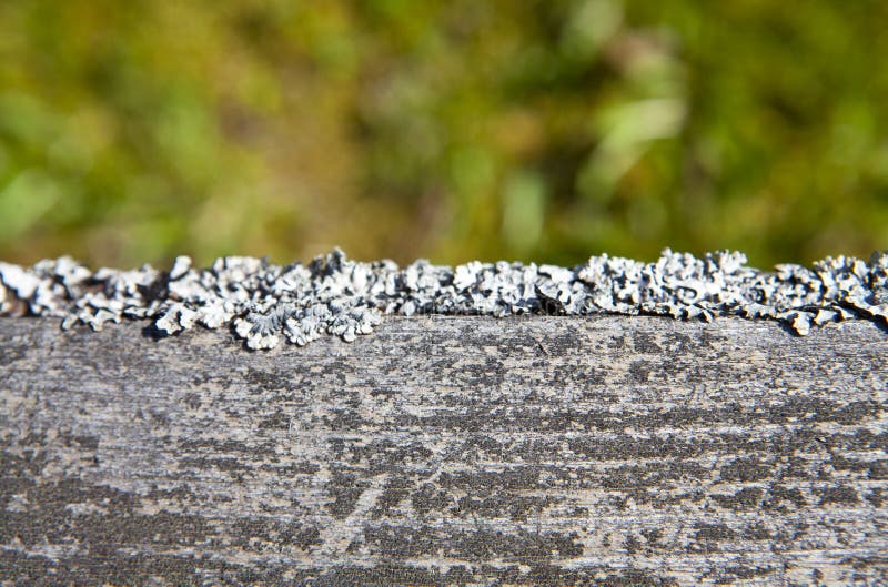 454 Lichen Border Stock Photos - Free & Royalty-Free Stock Photos from ...