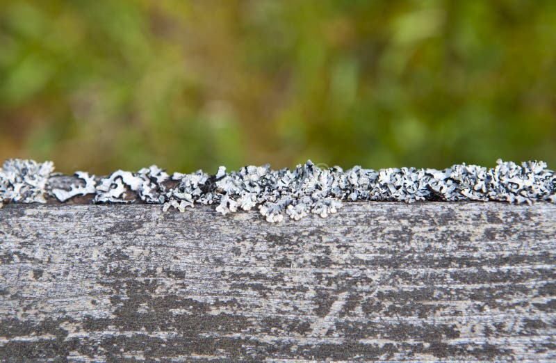 454 Lichen Border Stock Photos - Free & Royalty-Free Stock Photos from ...