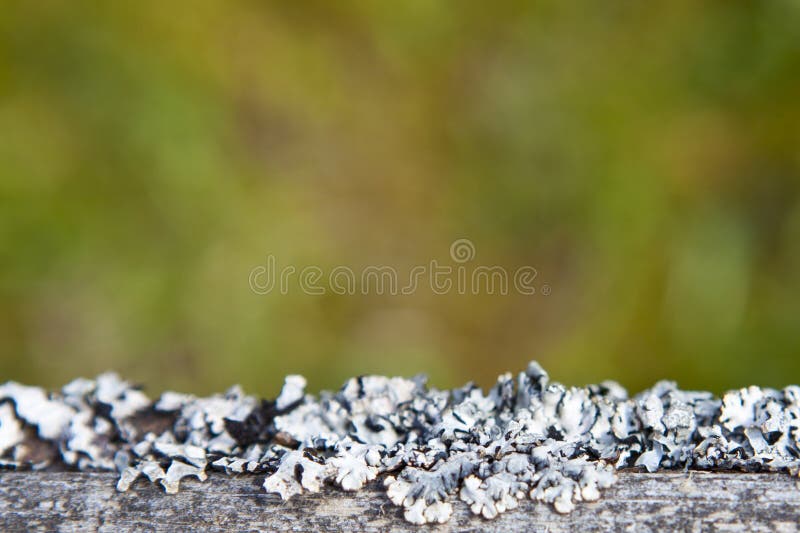 454 Lichen Border Stock Photos - Free & Royalty-Free Stock Photos from ...