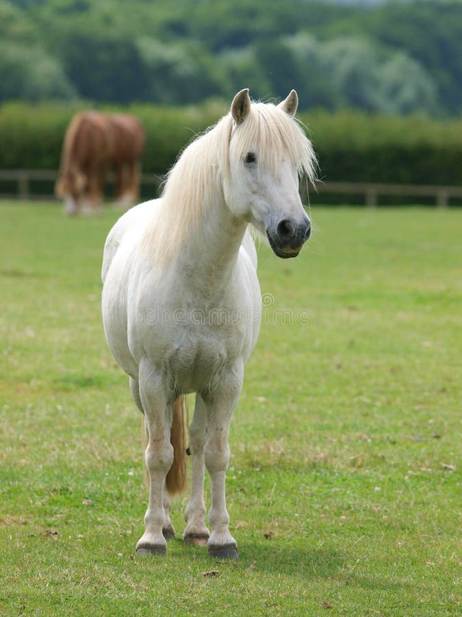 Grey Pony in Paddock stock image. Image of single, spring - 34730675