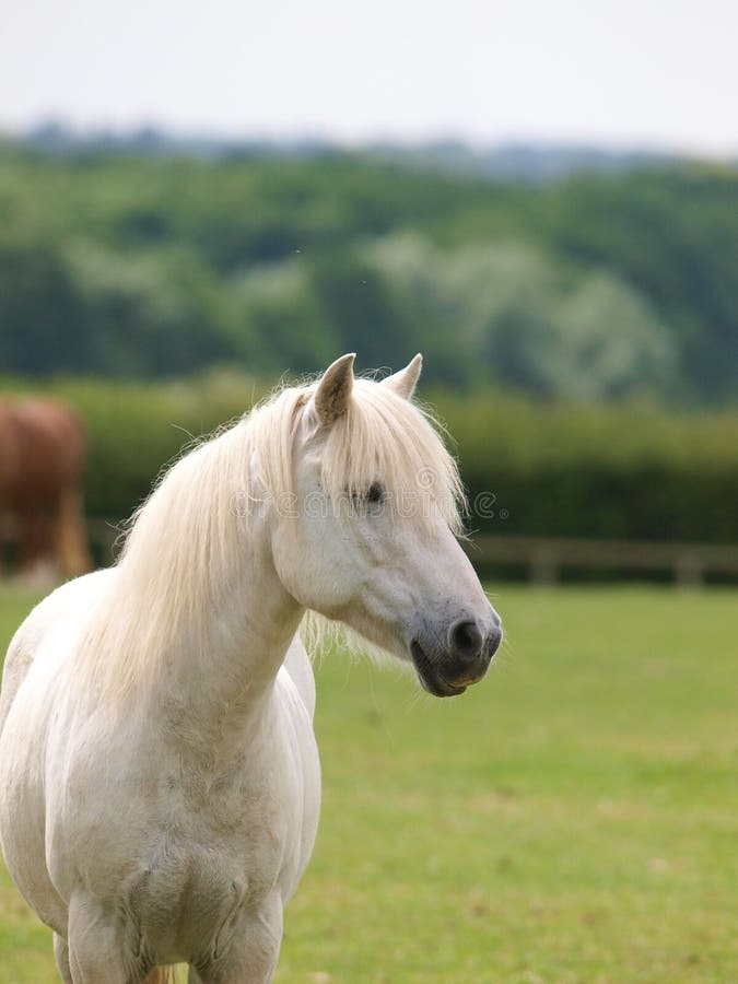 Old Grey Pony stock photo. Image of equine, single, horse - 212149168