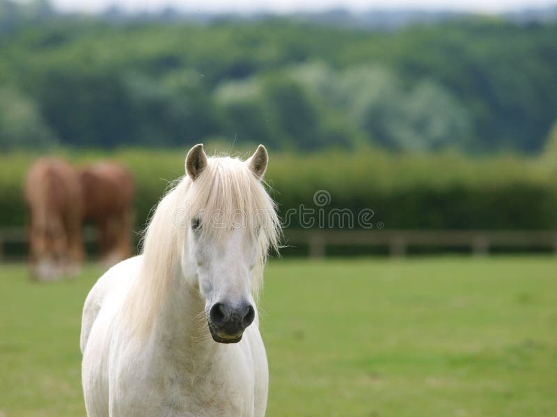 Old Grey Pony stock photo. Image of meadow, alone, veteran - 212149186