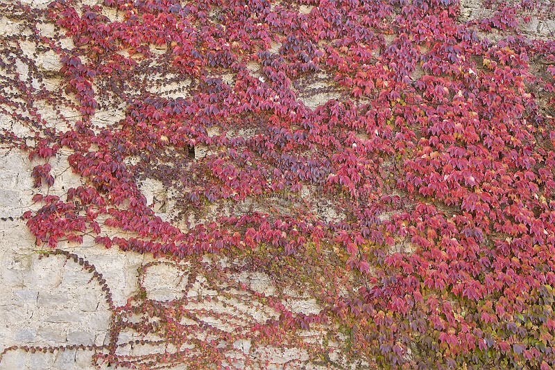 Old Grey Stone Wall with Red Autumn Branches Stock Photo - Image of ...