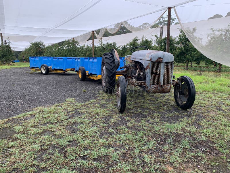 Old Grey Tractor Ready for Fruit Harvesting Stock Image - Image of ...