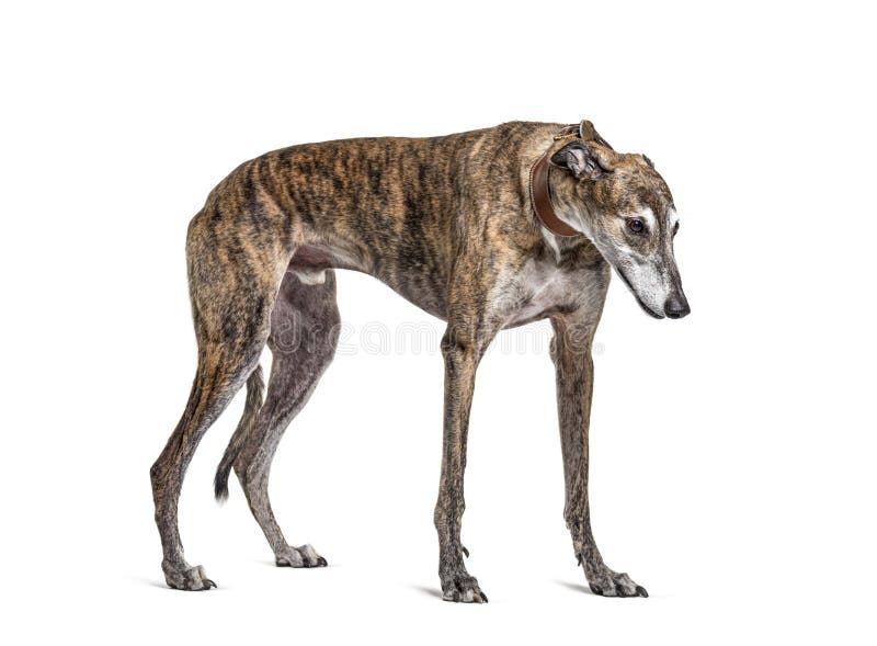 Old Greying Brown Greyhound Stock Photo - Image of sighthound, rescue ...