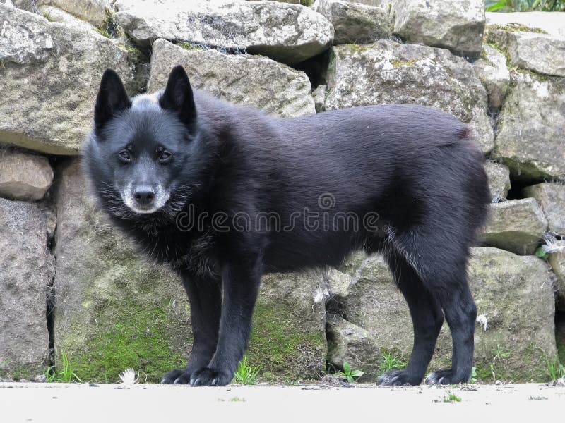 Old Greying Schipperke Dog Standing by Drystone Wall. Stock Image ...