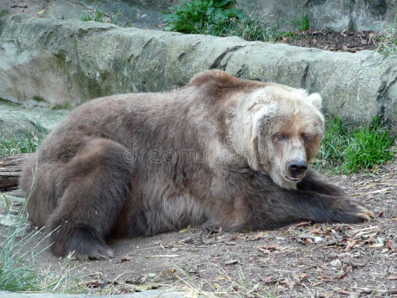 Old grizzly bear stock photo. Image of fury, brown, mammals - 10947660