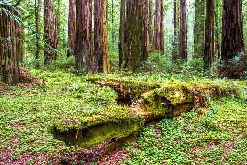 Coastal Redwood Forest stock photo. Image of humboldt - 41072062