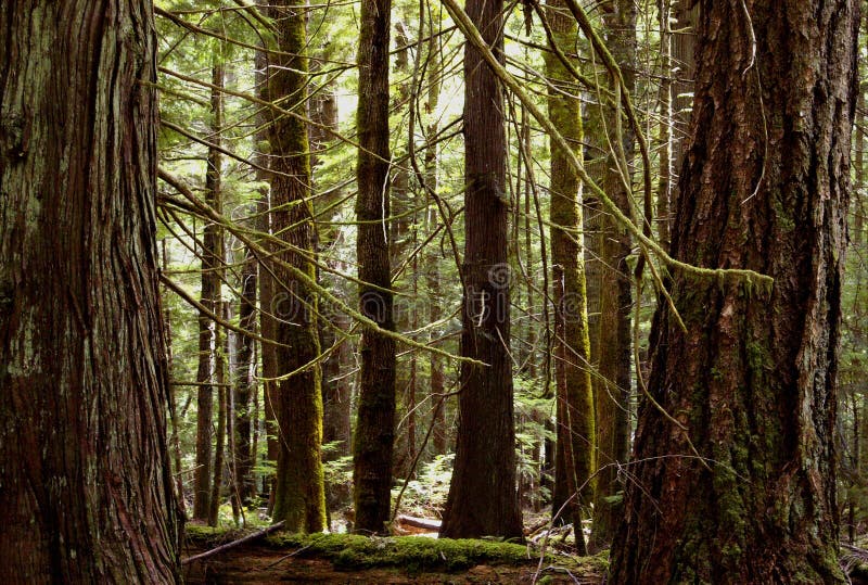Old Growth stock image. Image of forest, islands, moss - 1327981