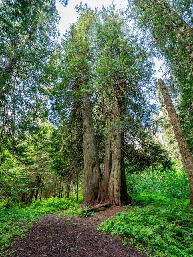 Old Growth Cedar Forest and Tall Trees Stock Image - Image of cedar ...