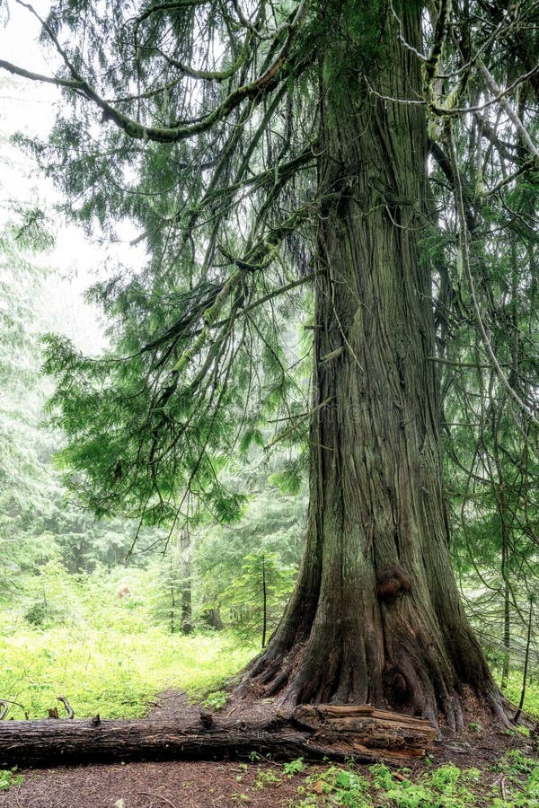Old Growth Cedar Trees in a Forest with Small Plants Stock Photo ...