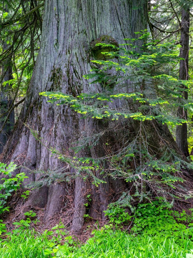 Old Growth Cedar Tree Deep in the Forest Stock Image - Image of closeup ...