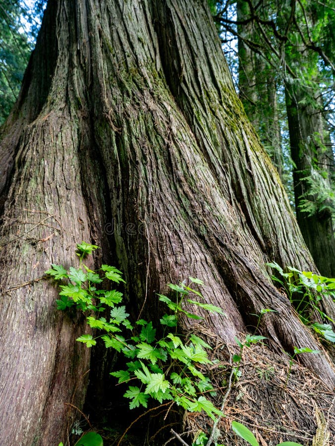 Old Growth Cedar Tree in a Forest Stock Image - Image of outdoors ...