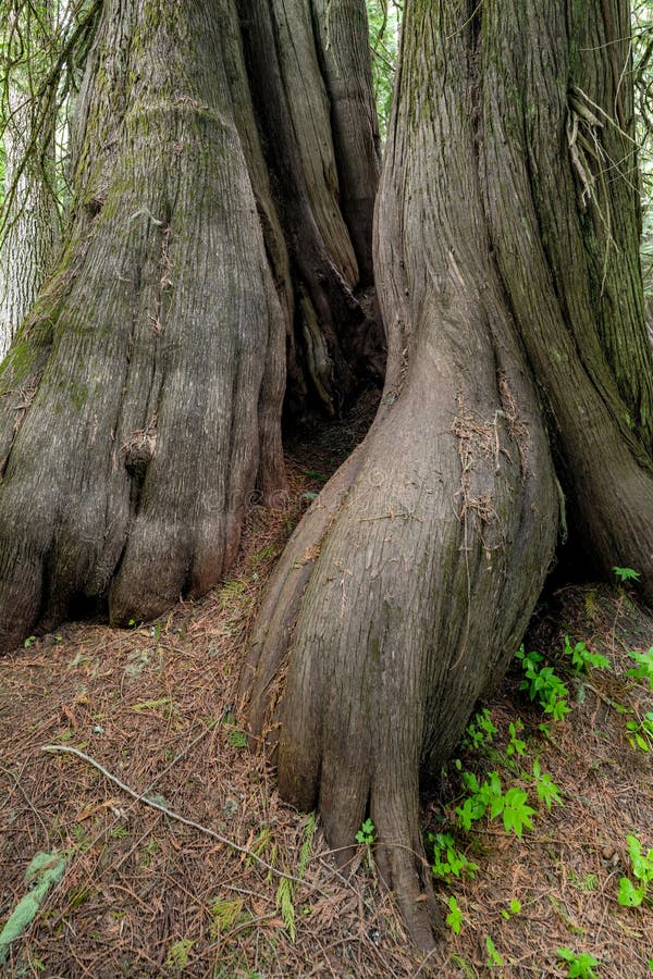 Old Growth Cedar Trees in a Forest with Small Plants Stock Photo ...