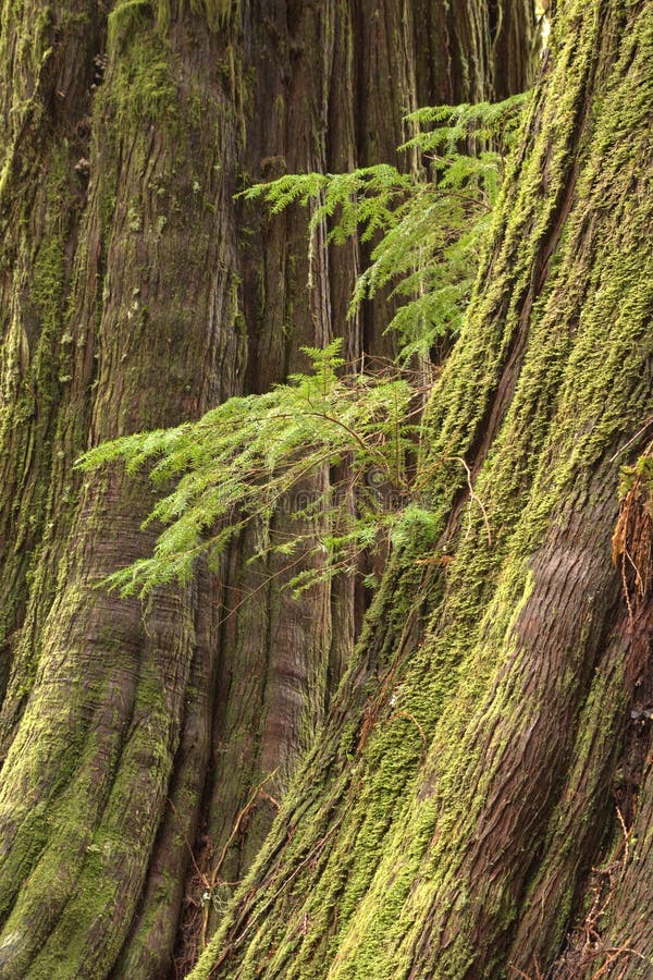 13+ Old growth cedar Free Stock Photos - StockFreeImages