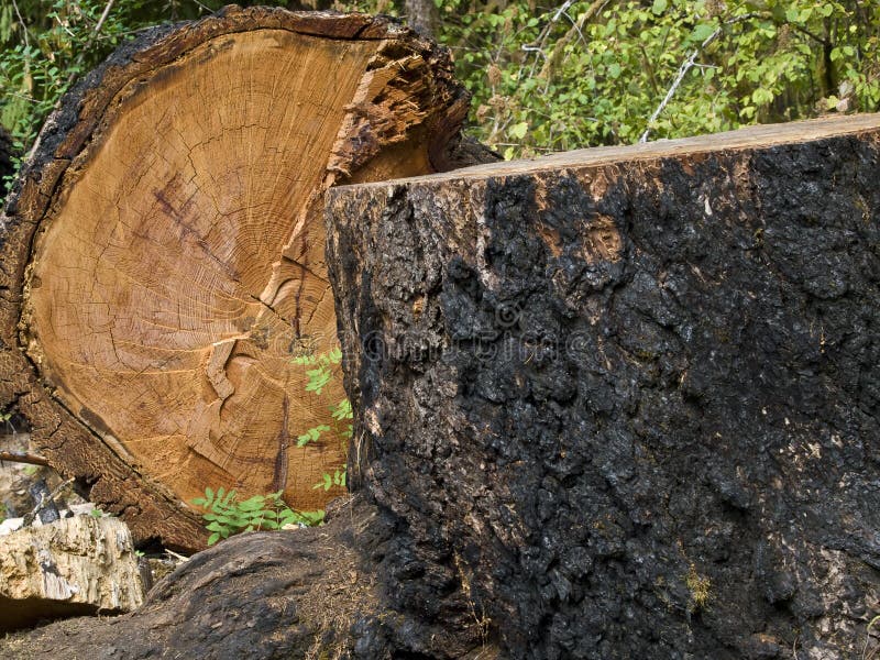 Old Growth Fir Tree Cut Down Stock Image - Image of center, charred ...