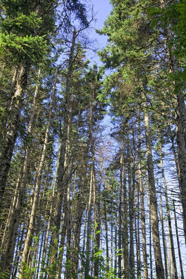 Old Growth Forest stock image. Image of forest, area - 15374585