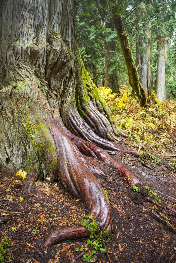 Old Growth Forest stock photo. Image of nature, preservation - 63689546