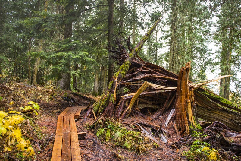 Old Growth Forest stock photo. Image of huge, growth - 63695192