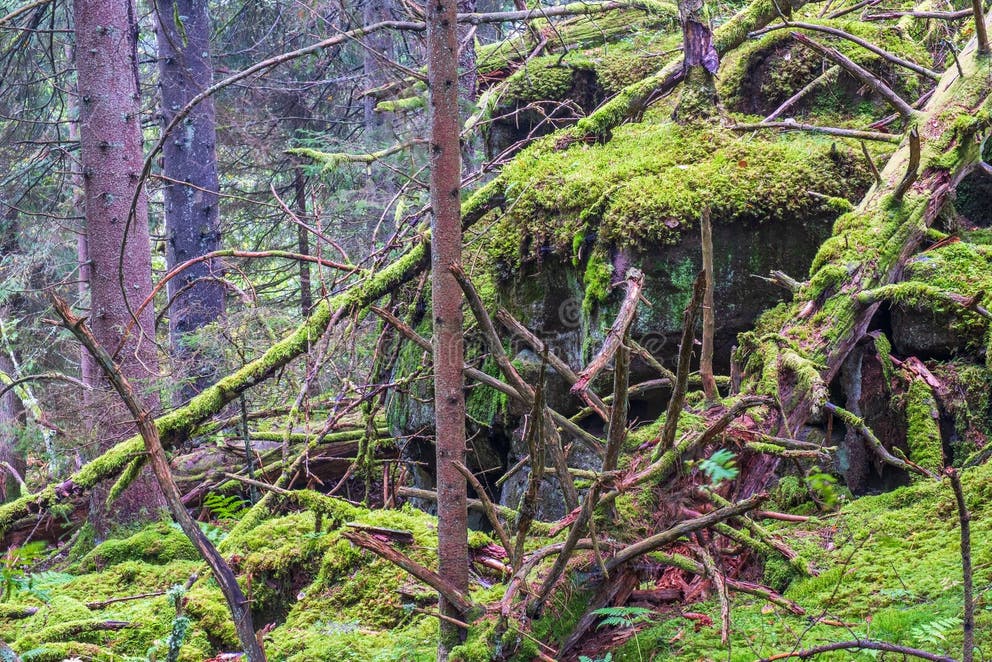 Old Growth Forest with Fallen Tree Logs Stock Image - Image of people ...