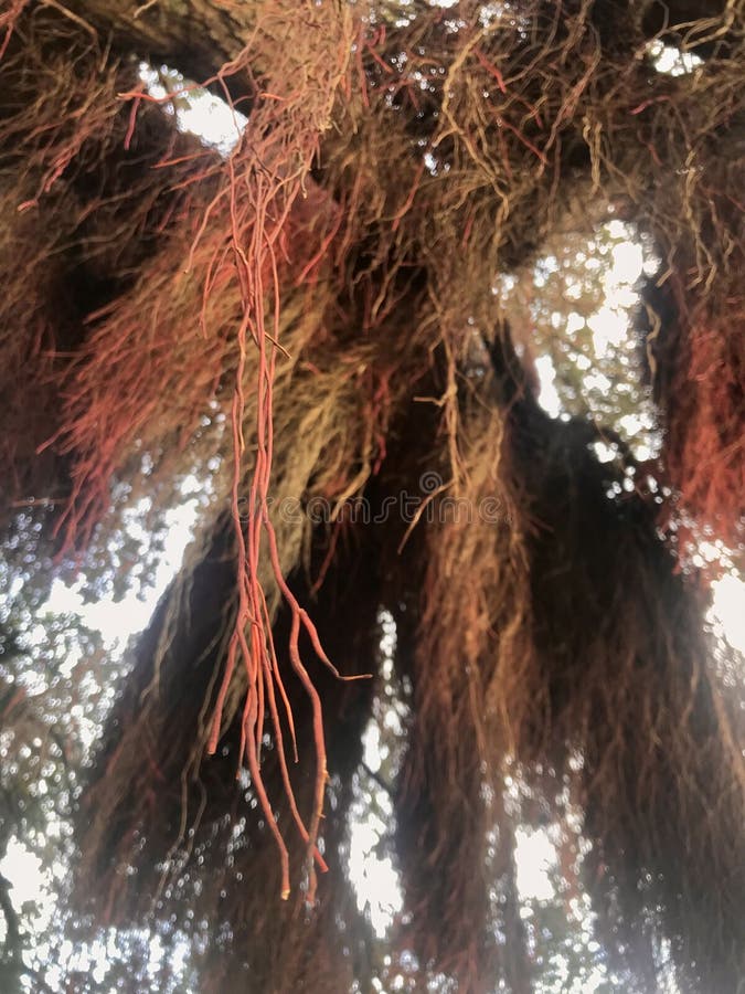 Red Twig on an Old Tree. Select Focus. Stock Image - Image of forest ...