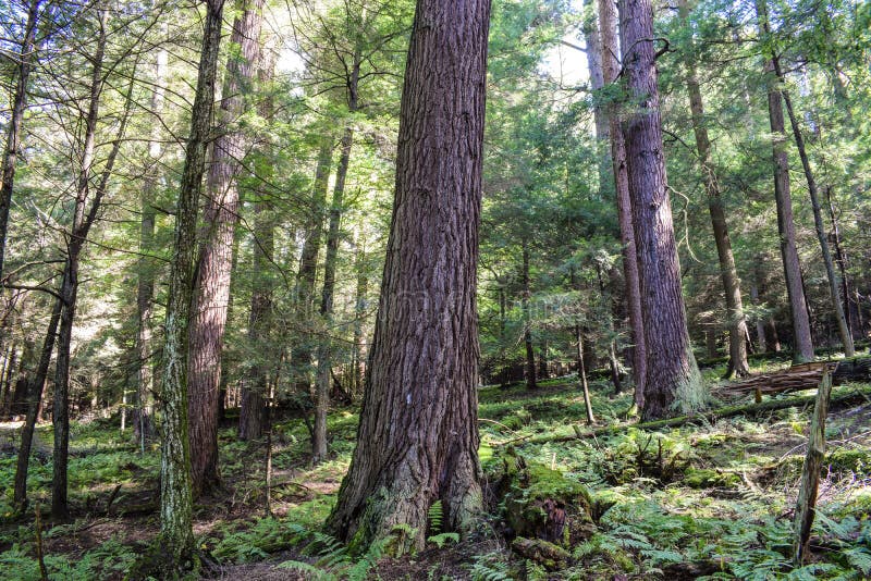 Old Growth Forest stock photo. Image of eastern, clarion - 78292986