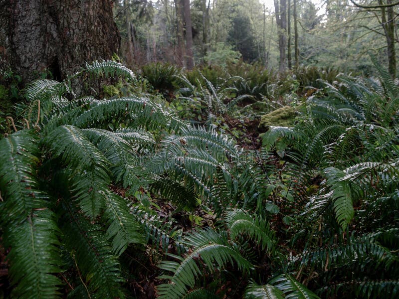 Old Growth Forest Near Seattle Stock Photo - Image of outdoors, forests ...