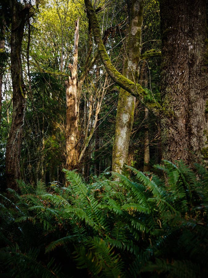Old Growth Forest Near Seattle Stock Photo - Image of forests, outdoors ...
