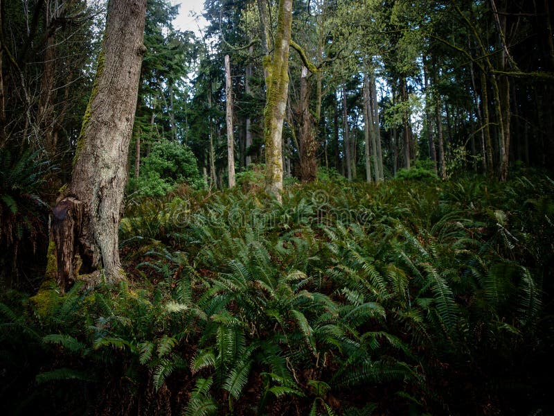 Old Growth Forest Near Seattle Stock Photo - Image of tree, seattle ...