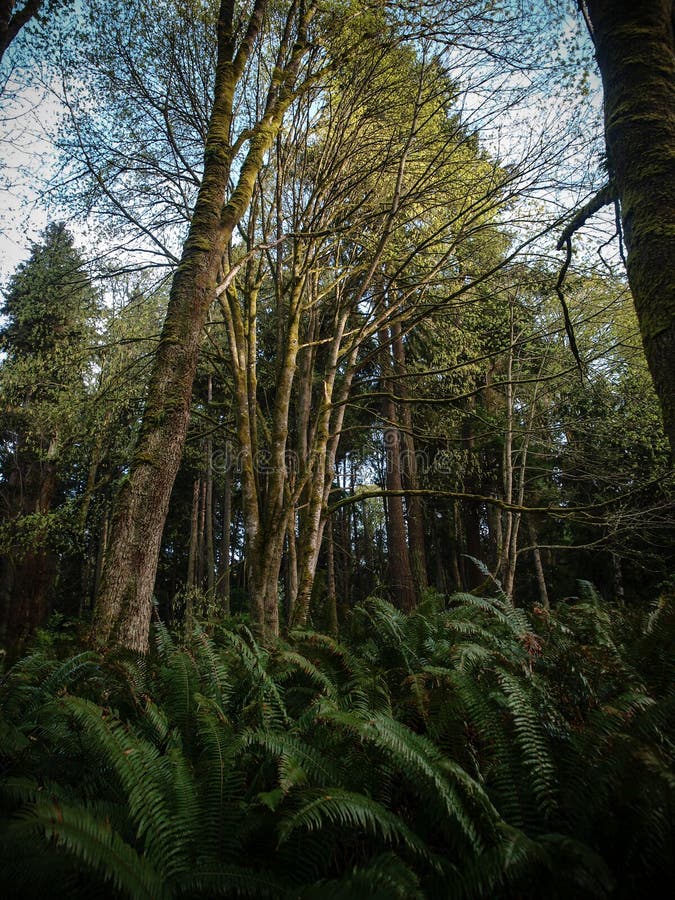 Old Growth Forest Near Seattle Stock Photo - Image of large, lichen ...