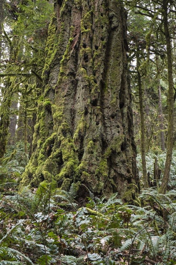 Old growth forest, Oregon stock image. Image of nature - 31577355
