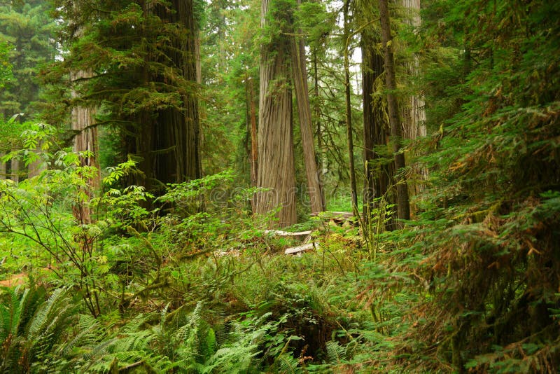 Forest beauty stock image. Image of pacific, northwest - 112769747