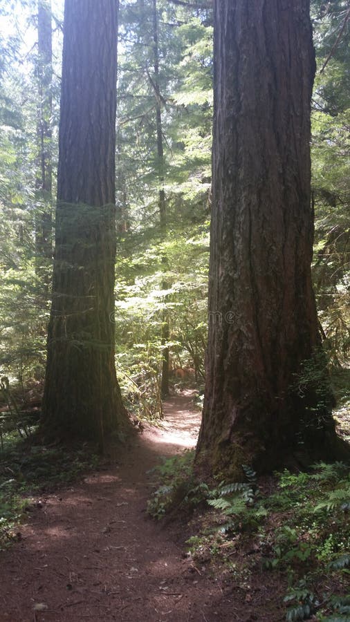 Old growth Forest stock image. Image of peaceful, growth - 83297215