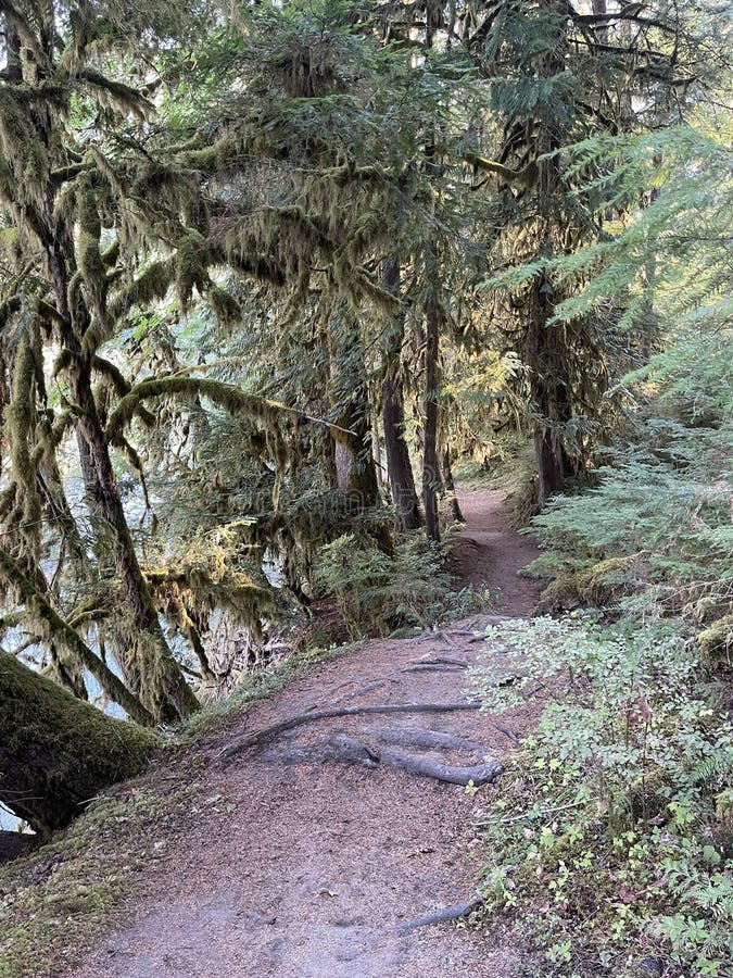Old Growth Forest Pine Wonderland Trail Stock Photo - Image of pathway ...