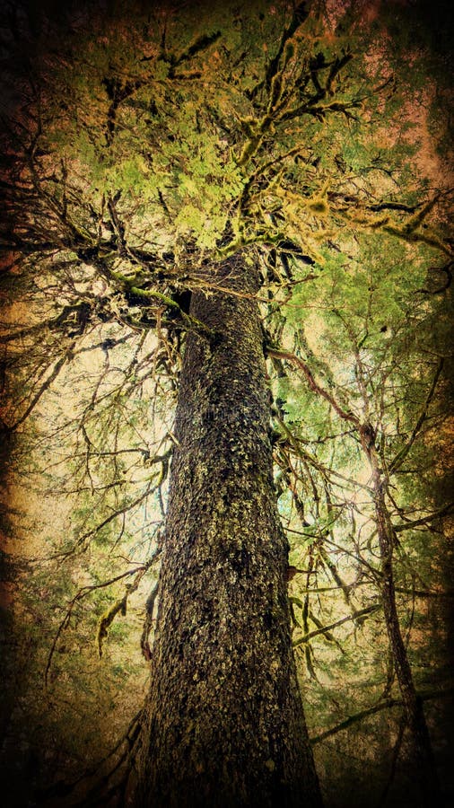 Old Growth Giant stock photo. Image of growth, tree, branches - 37001408
