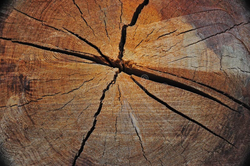Old growth log stock photo. Image of tree, abstract, board - 20263282