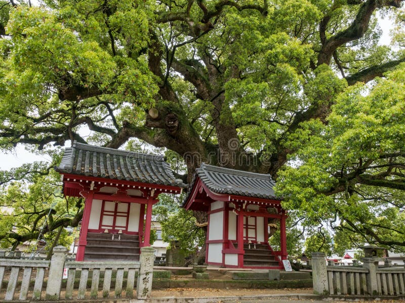 Old Growth Sacred Tree and Shinto Shrine in Japan Editorial Stock Photo ...